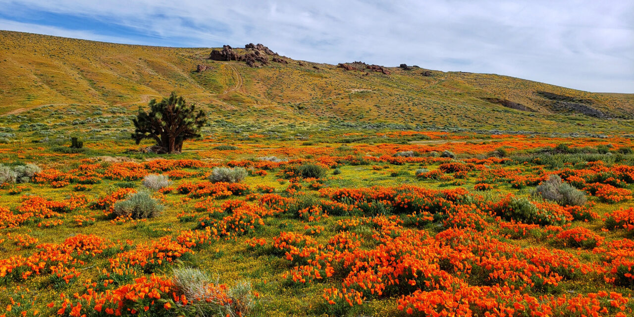 Who We Are and What We Do: History, Mission, and Accomplishments ...